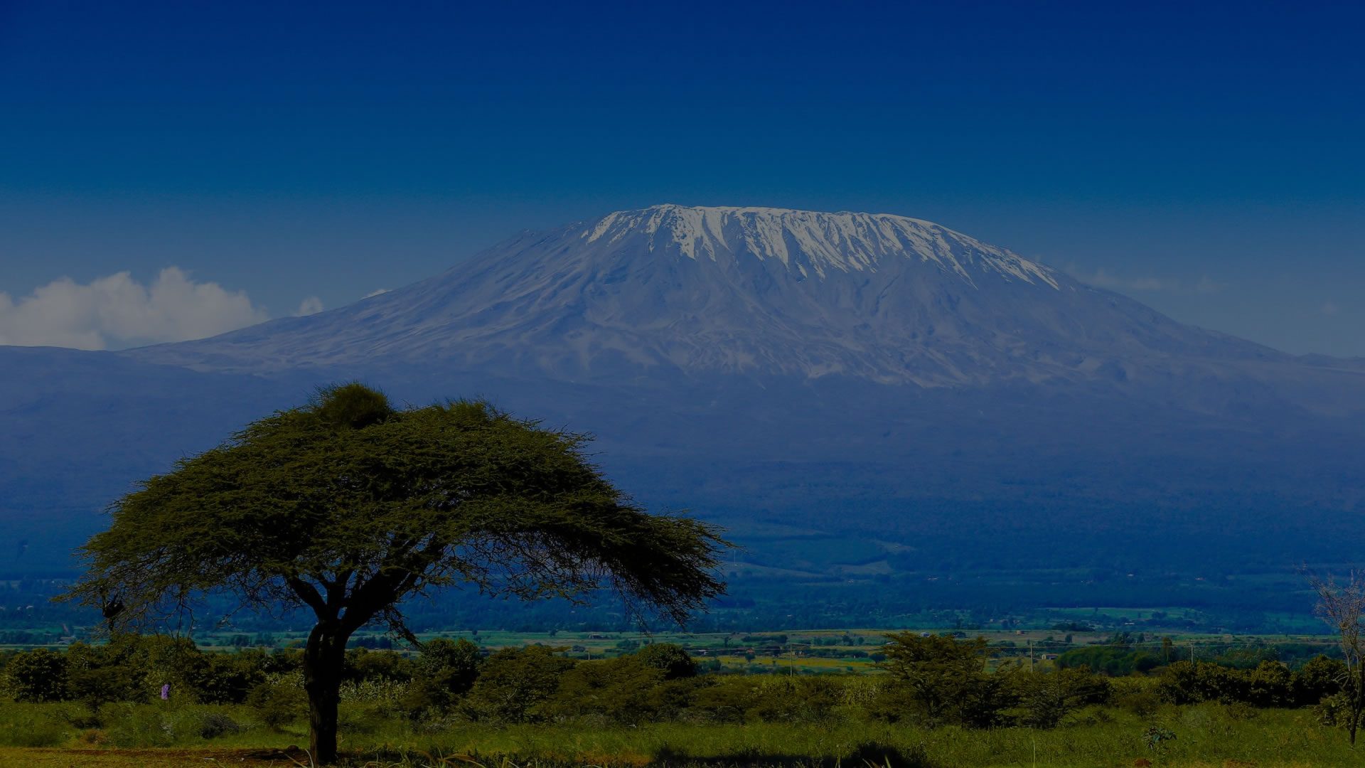 Lyimo Expeditions Kilimanjaro