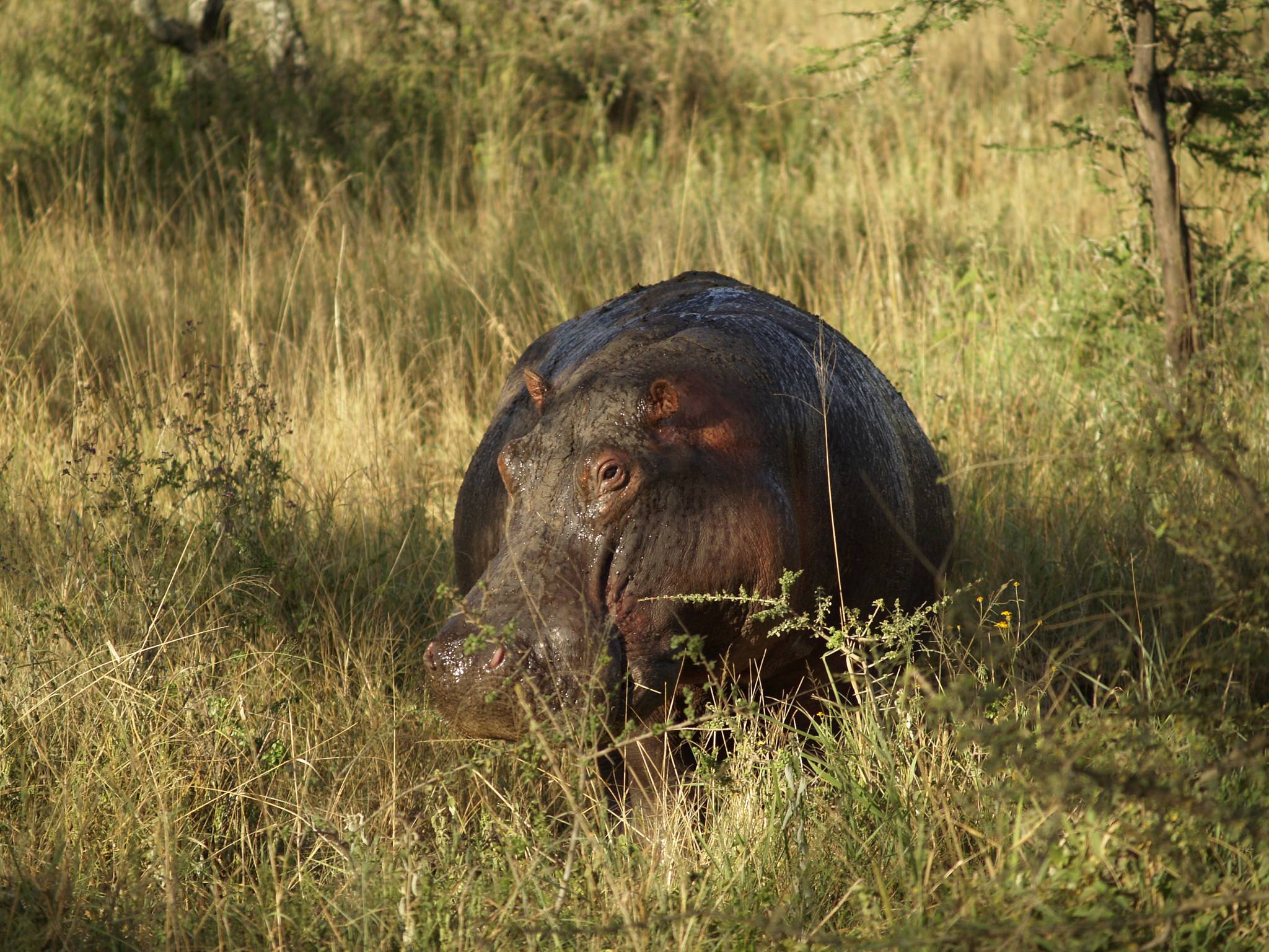 About Saadani National Park – Lyimo Expeditions Kilimanjaro